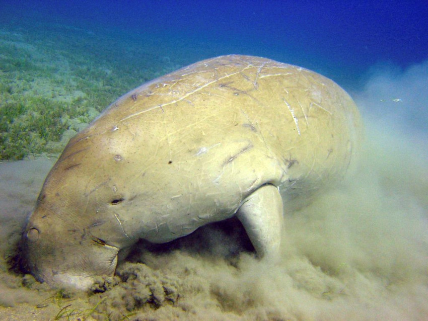 IL DUGONGO UN ANIMALE ACQUATICO A RISCHIO D'ESTINZIONE