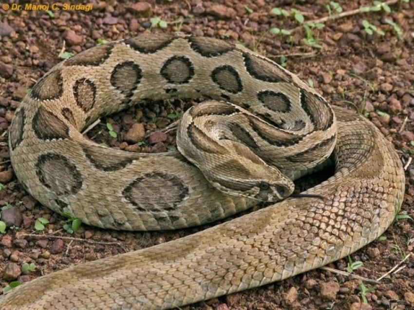 LA VIPERA DI RUSSEL, IL SERPENTE PIÙ LETALE AL MONDO