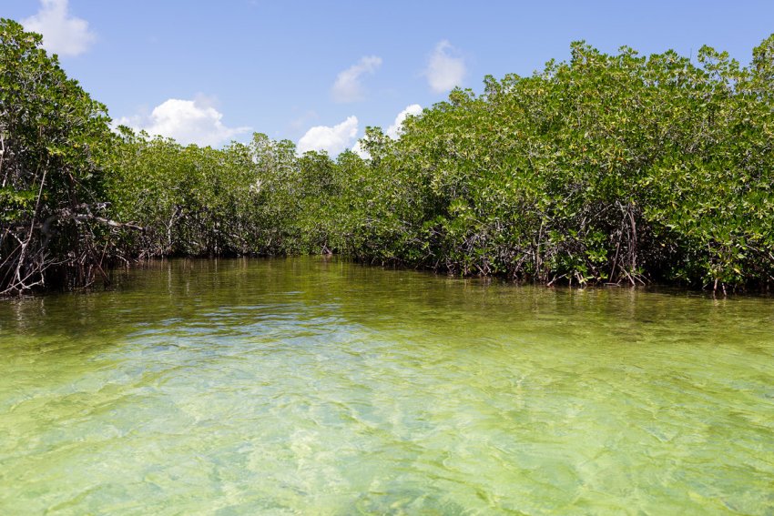 LA MANGROVIA