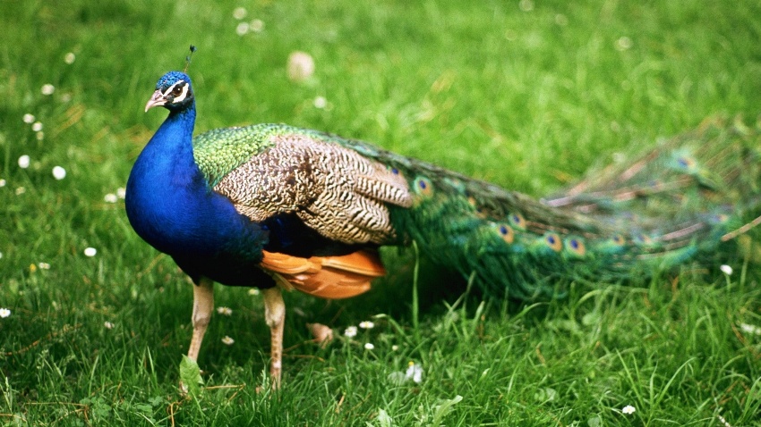 IL PAVONE O PAVONE BLU [ALLEVAMENTO, SCHEDA E FOTO]