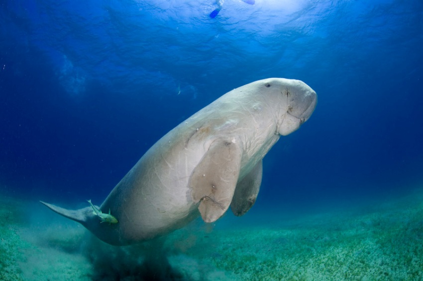IL DUGONGO UN ANIMALE ACQUATICO A RISCHIO D'ESTINZIONE
