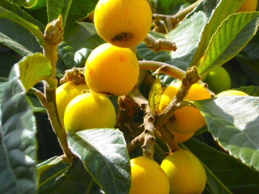 ERIOBOTRYA JAPONICA, IL NESPOLO DEL GIAPPONE, SCHEDA