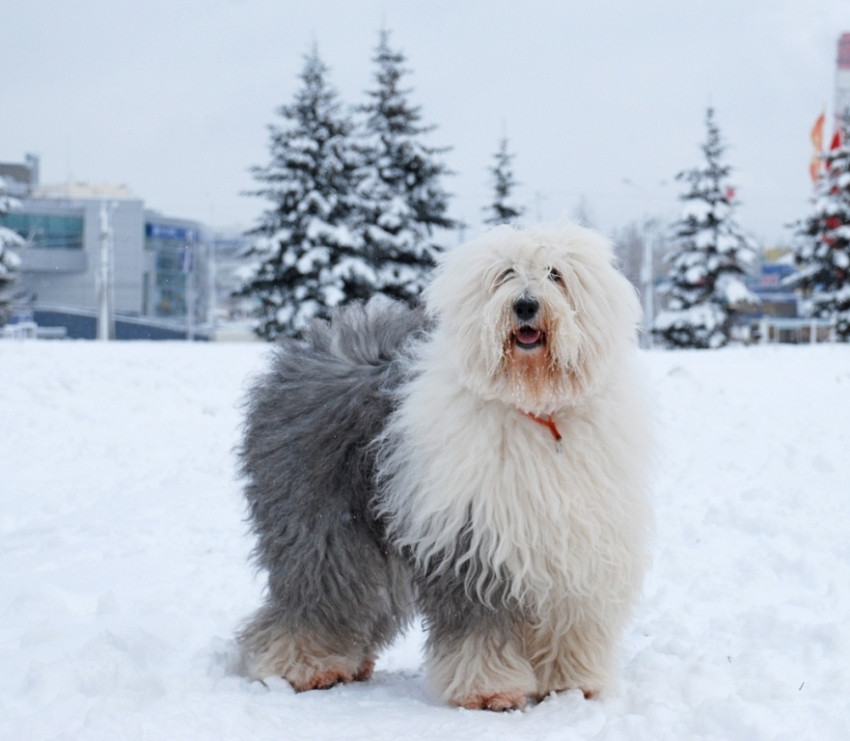 IL BOBTAIL, CANE DI TAGLIA GRANDE: CARATTERISTICHE E QUALITÁ (FOTO)