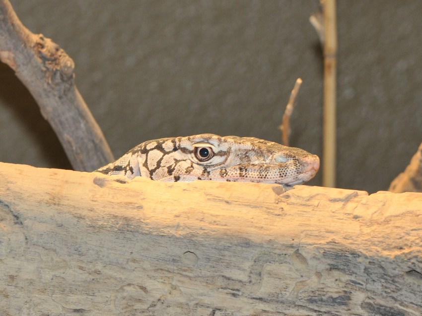 IL VARANO GIGANTE, IL PIÙ GRANDE DELL'AUSTRALIA