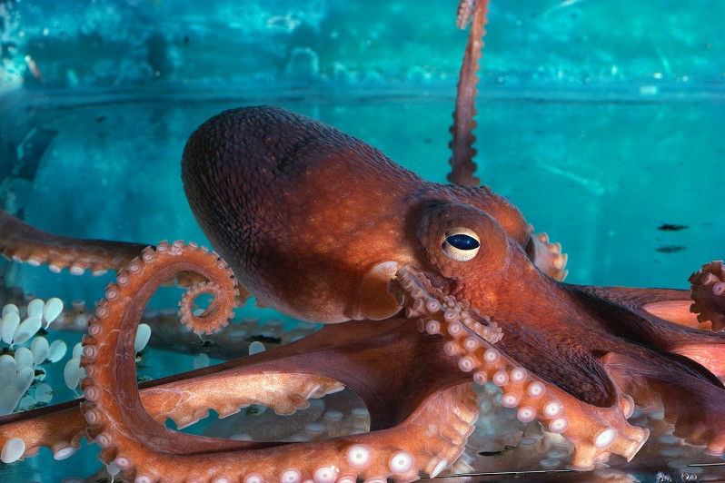 IL POLPO: OCTOPUS O PIOVRA [CURIOSITÀ, FOTO E VIDEO]