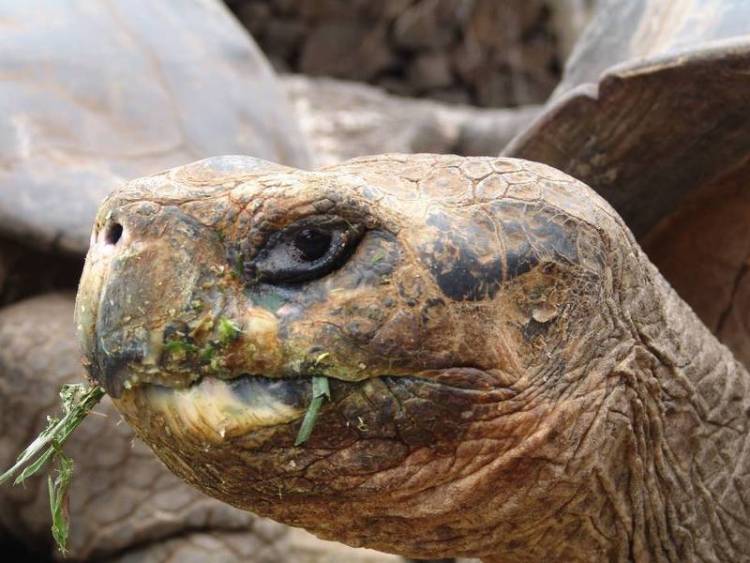 LA TESTUGGINE GIGANTE DELLE GALAPAGOS, ESTINTA O SOLO NASCOSTA?