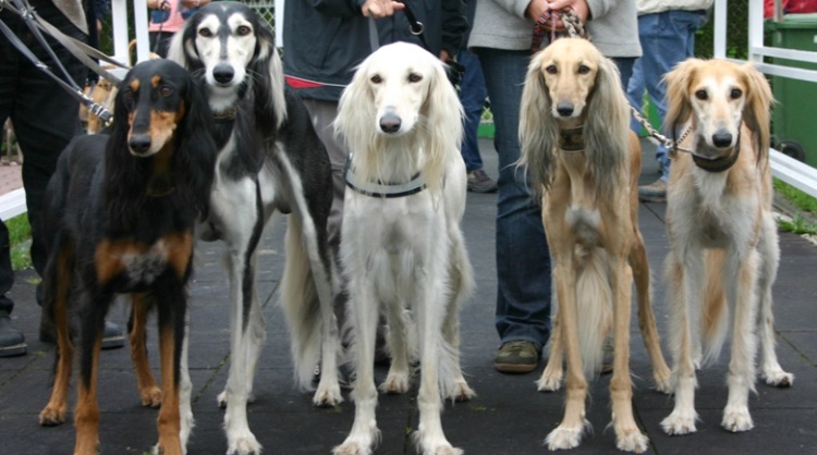 IL LEVRIERO PERSIANO O SALUKI, CANE DI TAGLIA MEDIA: CARATTERISTICHE E ...