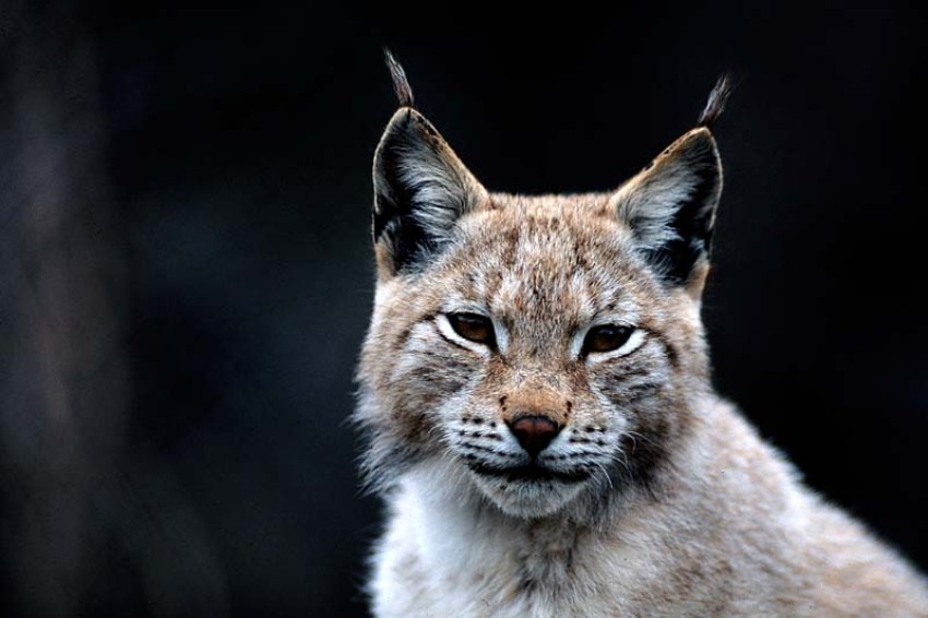 LA LINCE EUROPEA O LINCE EURASIATICA [SCHEDA E FOTO]