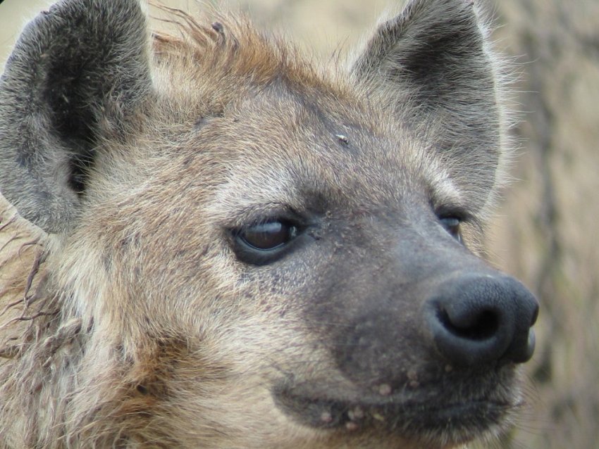 LA IENA, LO SPAZZINO DELLE SAVANE