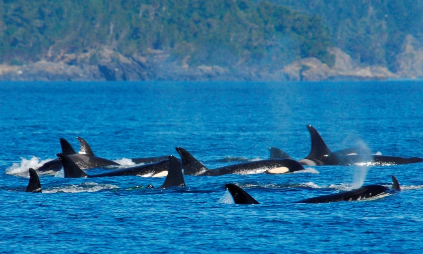 L'ORCA O BALENA ASSASSINA CARATTERISTICHE E CURIOSITÀ (FOTO BELLISSIME)