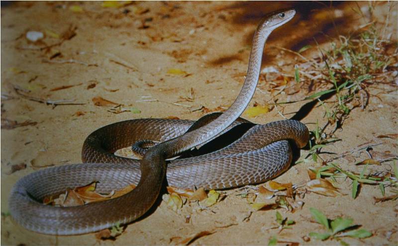 Il mamba nero, il rettile più velenoso, pericoloso e veloce del mondo