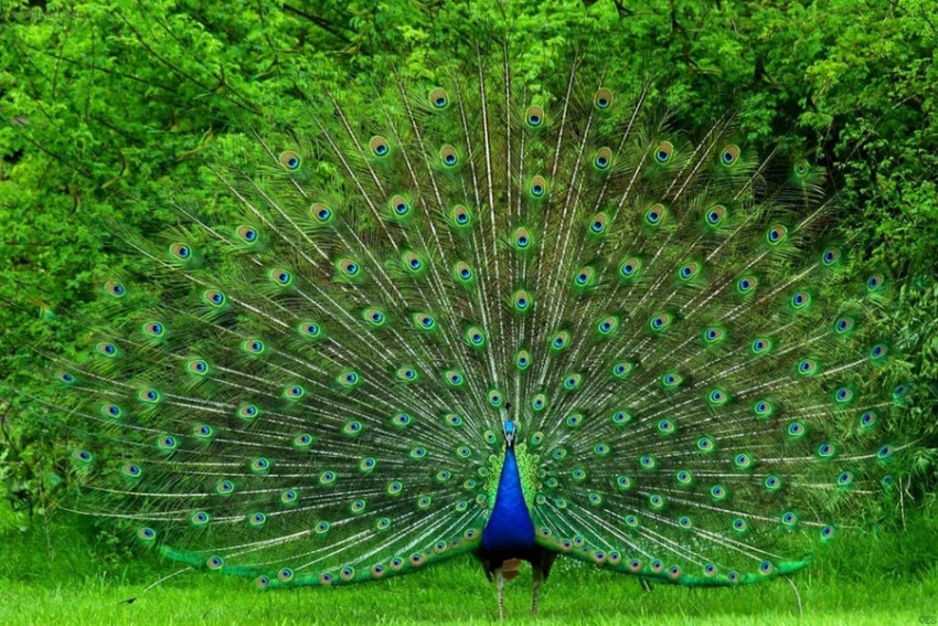 IL PAVONE O PAVONE BLU [ALLEVAMENTO, SCHEDA E FOTO]