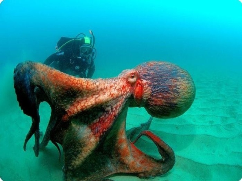 IL POLPO: OCTOPUS O PIOVRA [CURIOSITÀ, FOTO E VIDEO]