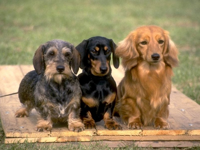 IL CANE BASSOTTO: CARATTERISTICHE E QUALITÁ (FOTO)