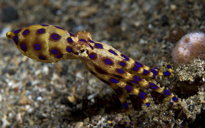 IL POLPO: OCTOPUS O PIOVRA [CURIOSITÀ, FOTO E VIDEO]
