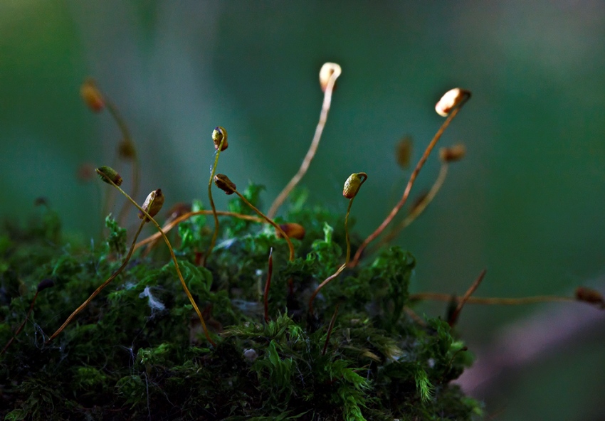 IL MUSCHIO, TUTTE LE SPECIE: RIPRODUZIONE, CURIOSITA' E CARATTERISTICHE ...