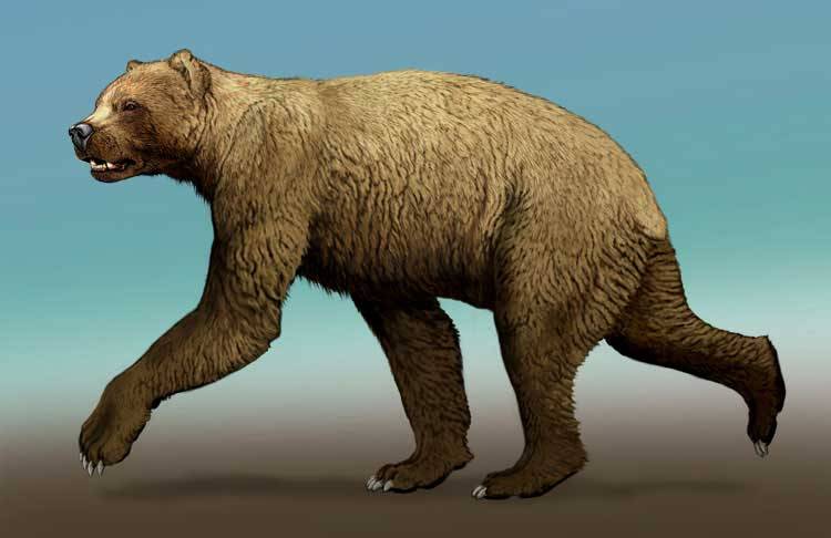PREISTORIA: L'ORSO GIGANTE AMERICANO O ORSO CORRIDORE