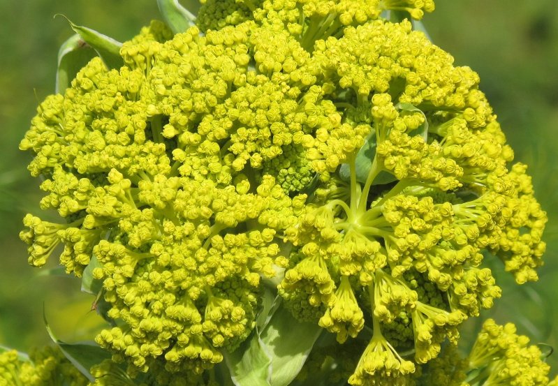 La Ferula communis: Finocchiaccio o Ferla