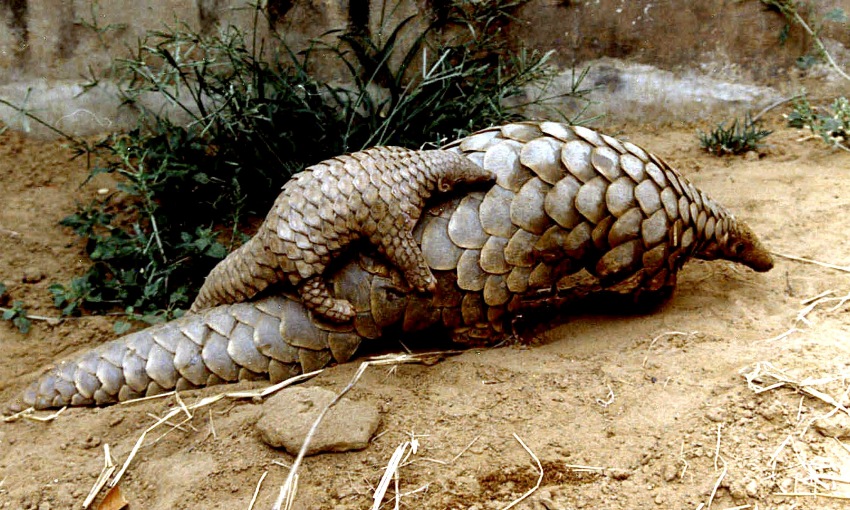 IL PANGOLINO O MANIS, UN MAMMIFERO CON LE SQUAME