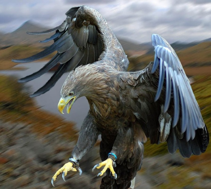 SOGNARE UN AQUILA: COSA SIGNIFICA, CABALA E I NUMERI DA GIOCARE
