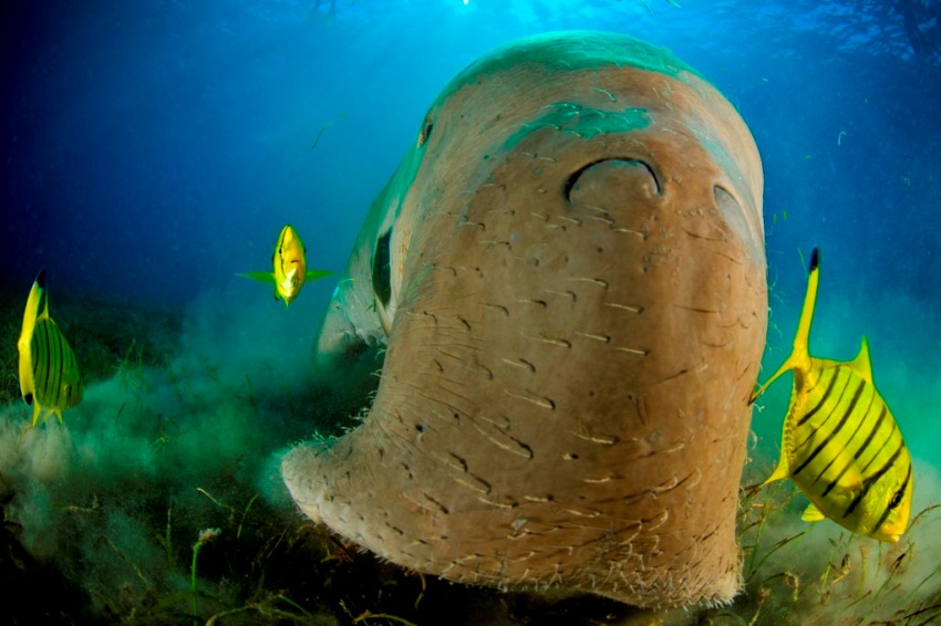 IL DUGONGO UN ANIMALE ACQUATICO A RISCHIO D'ESTINZIONE