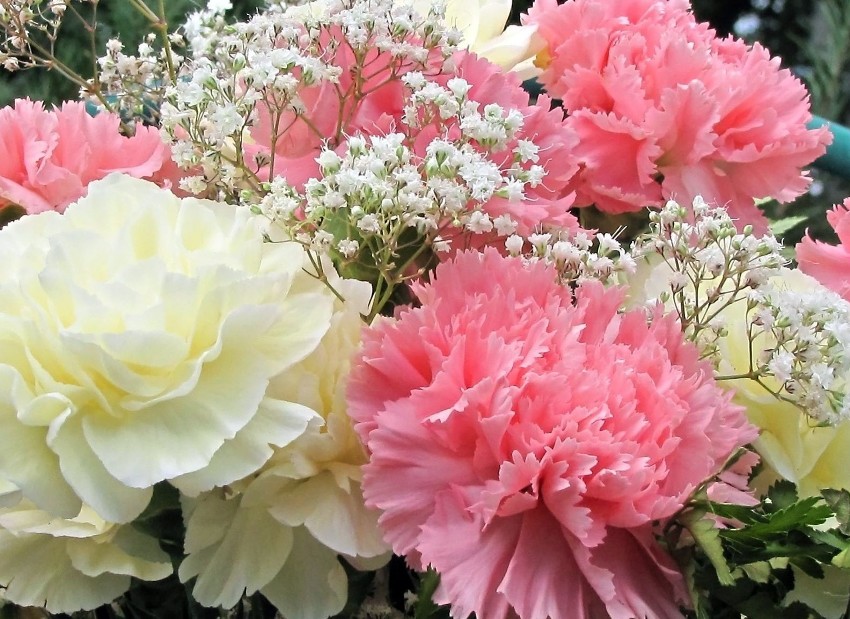 IL GAROFANO, IL FIORE DEGLI DEI