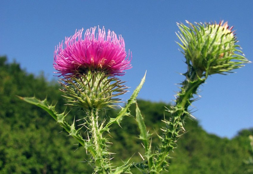 IL CARDO O CARDUUS [CONSIGLI, USI E CURE]