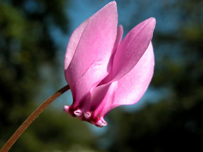 IL CICLAMINO - CYCLAMEN