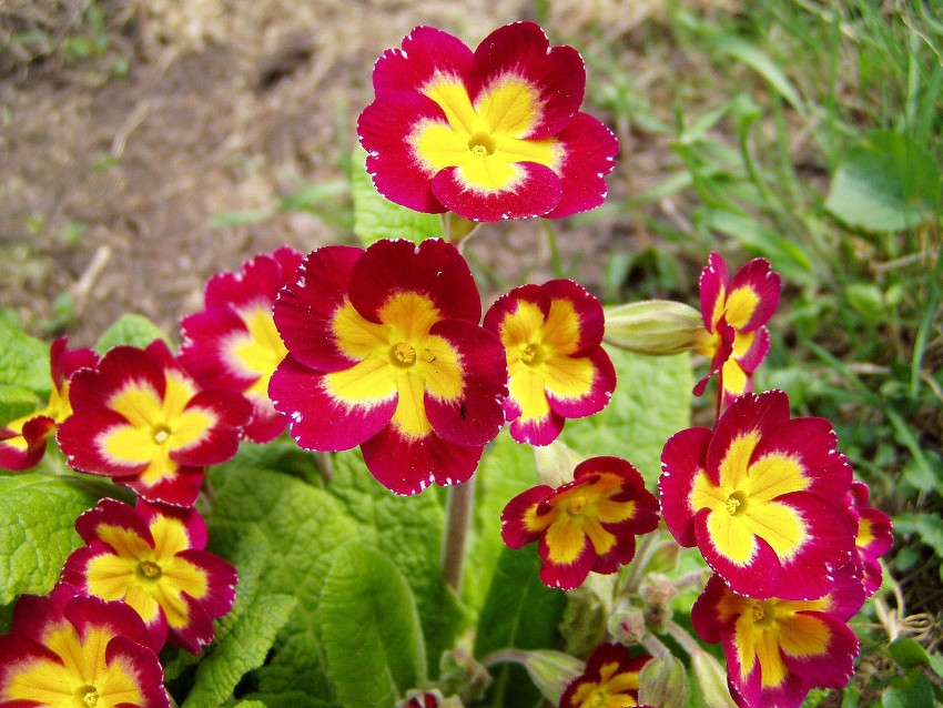 LA PRIMULA, ARRIVA LA PRIMAVERA [SIGNIFICATO]
