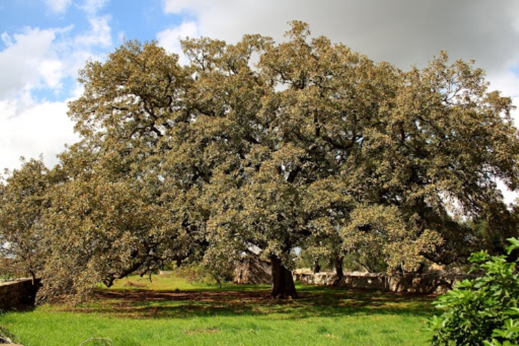 LA QUERCIA VALLONEA O QUERCUS ITHABURENSIS MACROLEPIS: INFO E CURIOSITÀ