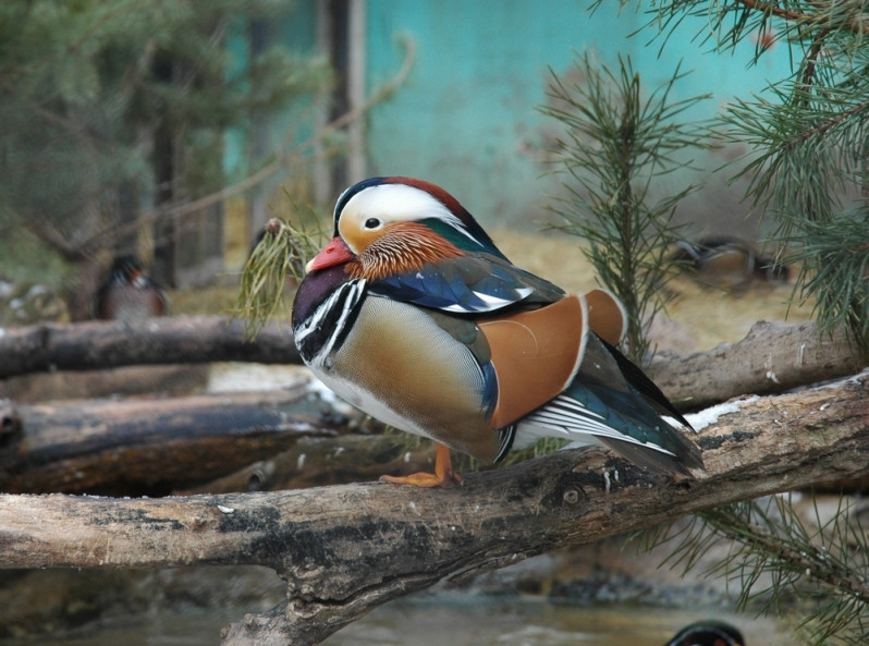 ANATRA MANDARINO, AIX GALERICULATA [CURIOSITÀ, FOTO E VIDEO]