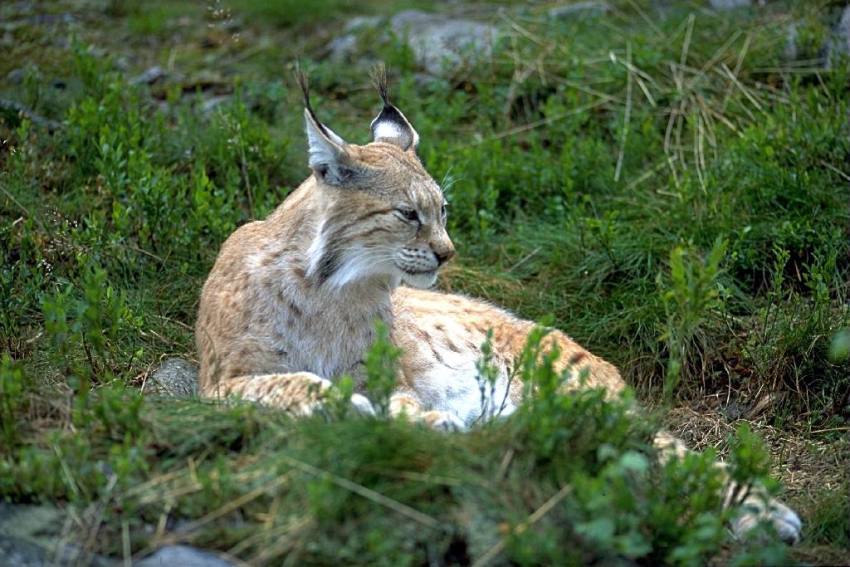 LA LINCE EUROPEA O LINCE EURASIATICA [SCHEDA E FOTO]