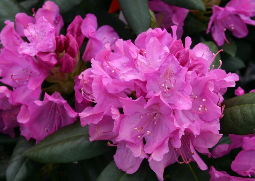 IL RODODENDRO: CONSIGLI, POTATURA, CURA E COLTIVAZIONE