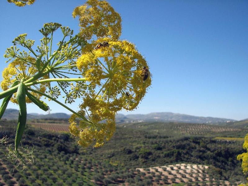 La Ferula communis: Finocchiaccio o Ferla