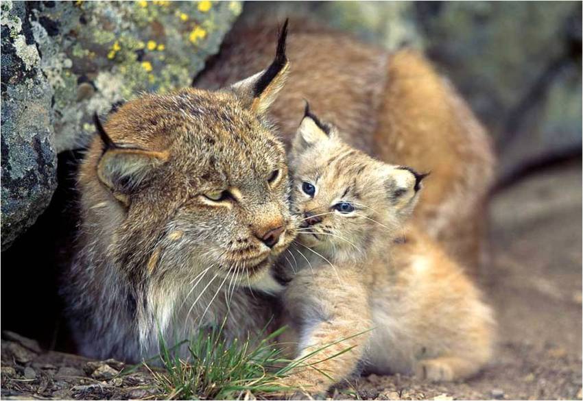 LA LINCE EUROPEA O LINCE EURASIATICA [SCHEDA E FOTO]