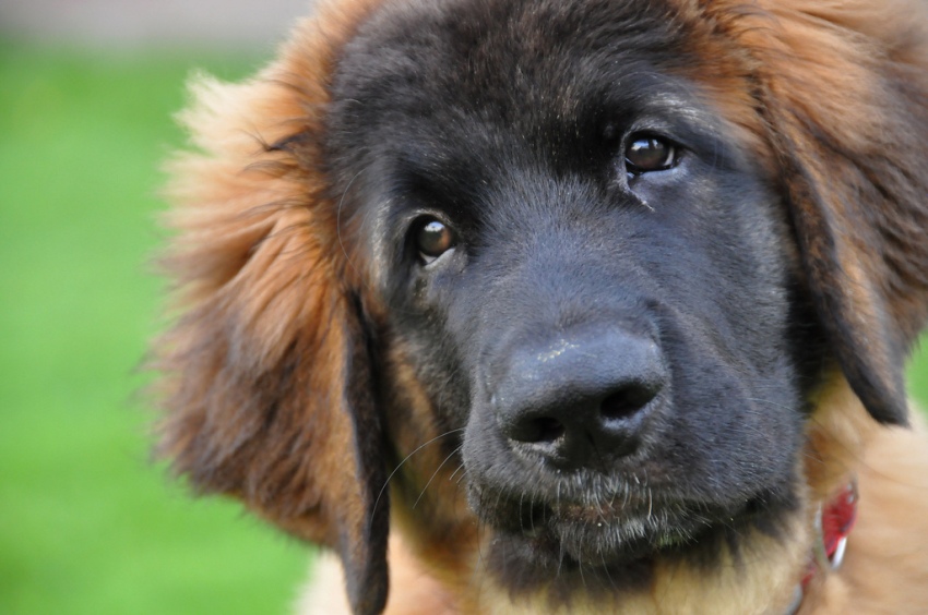 IL LEONBERGER, CANE DI TAGLIA GRANDE: CARATTERISTICHE E QUALITÁ (FOTO)