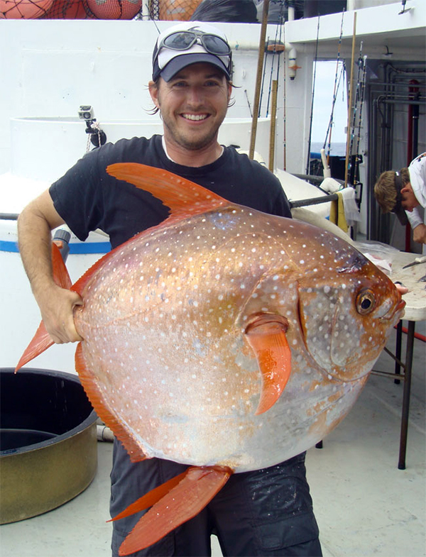 IL PESCE RE O OPAH [LAMPRIS GUTTATUS] L'UNICO AD AVERE IL SANGUE CALDO
