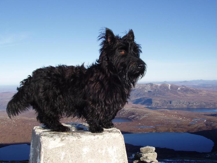 LO SCOTTISH TERRIER, CANE TAGLIA MEDIA: CARATTERISTICHE E QUALITÀ (FOTO)