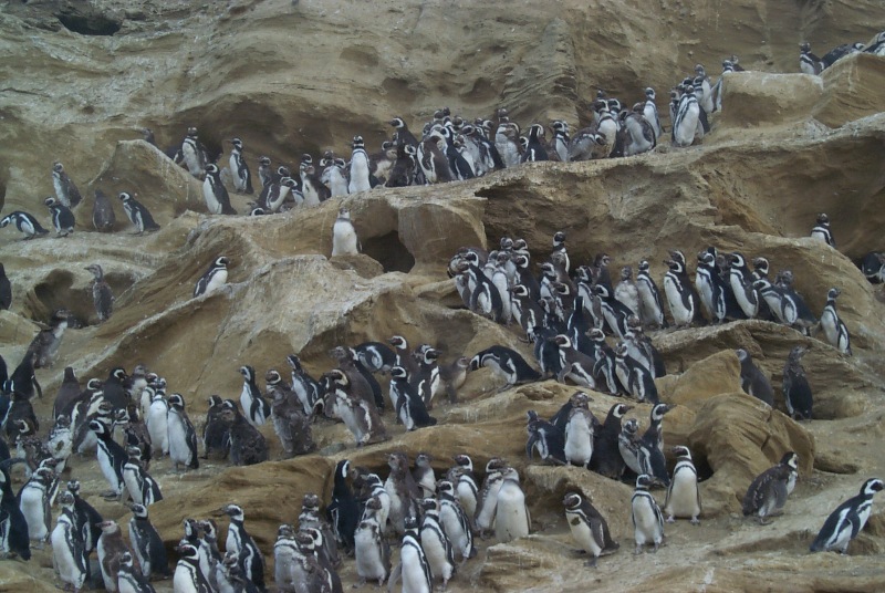 I pinguini o sfeniscidi, gli animali che girano in frac (foto video ...