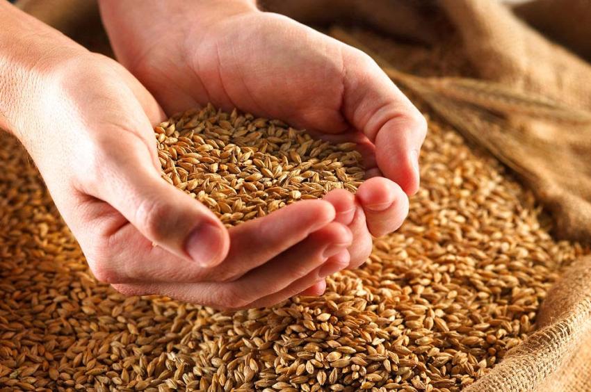 ANDIAMO A MIETERE IL GRANO...