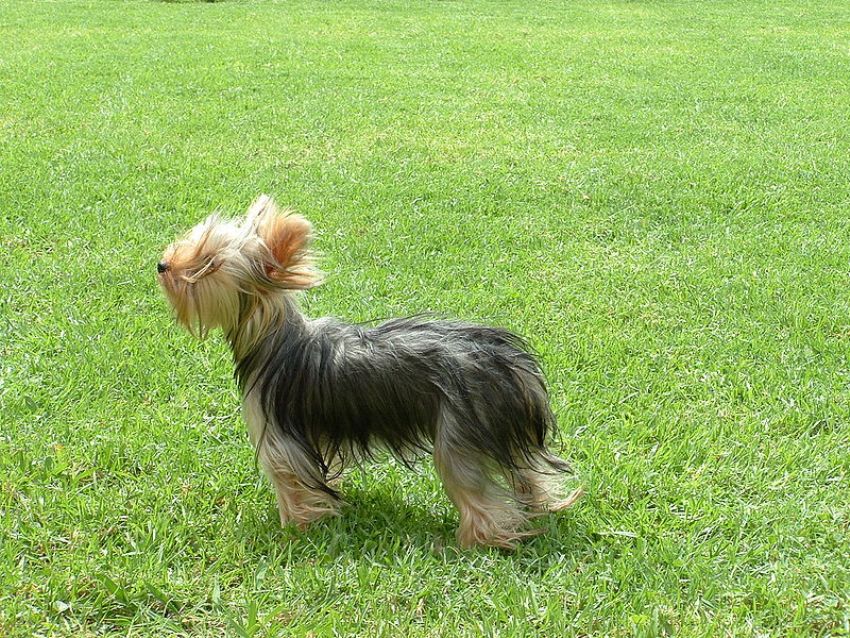 IL CANE YORKSHIRE TERRIER, TAGLIA PICCOLA: CARATTERISTICHE E QUALITÁ (FOTO)