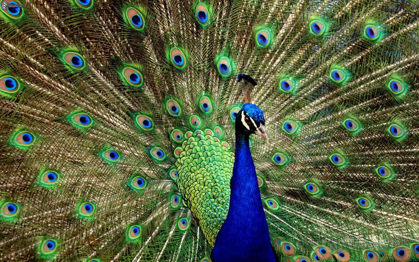 IL PAVONE O PAVONE BLU [ALLEVAMENTO, SCHEDA E FOTO]