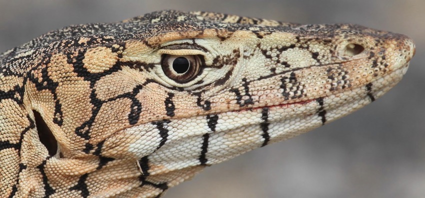 IL VARANO GIGANTE, IL PIÙ GRANDE DELL'AUSTRALIA