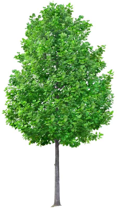 ALBERI, NATURA, RAMI IN PNG, PER LA GRAFICA [MATERIALE PER PSP E PS]