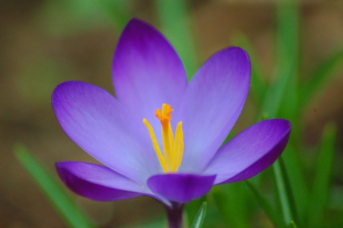 Il Crocus: Il fiore citato nell'Iliade di Omero