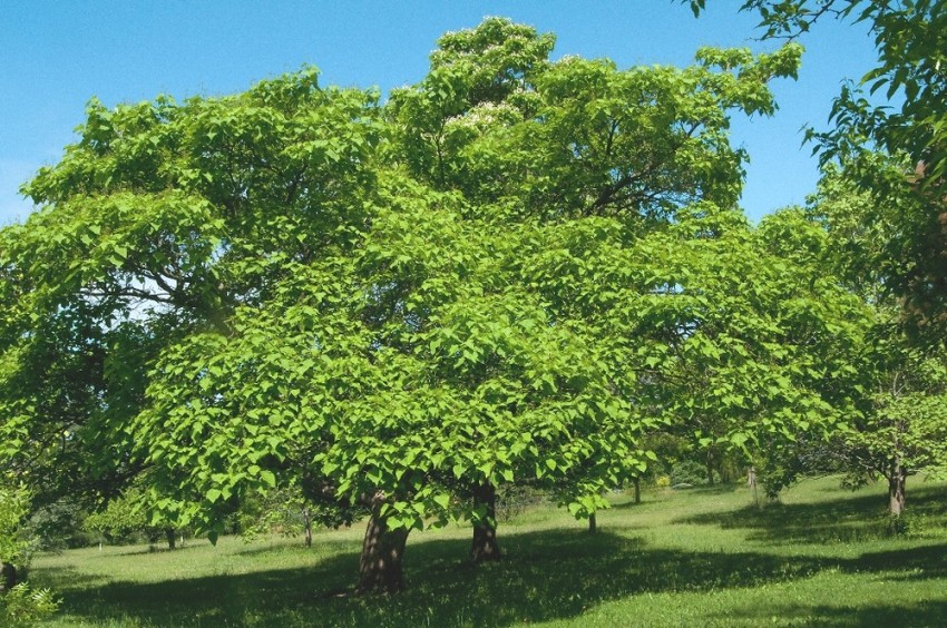 LA CATALPA, LA PIANTA ANTIZANZARA PER ECCELLENZA