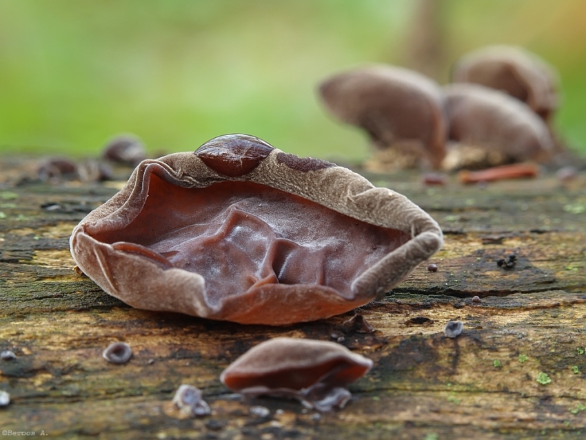 IL FUNGO AURICULARIA-JUDAE, DETTO ORECCHIO DI GIUDA