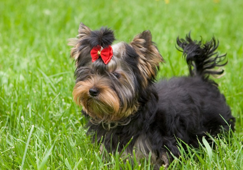IL CANE YORKSHIRE TERRIER, TAGLIA PICCOLA: CARATTERISTICHE E QUALITÁ (FOTO)