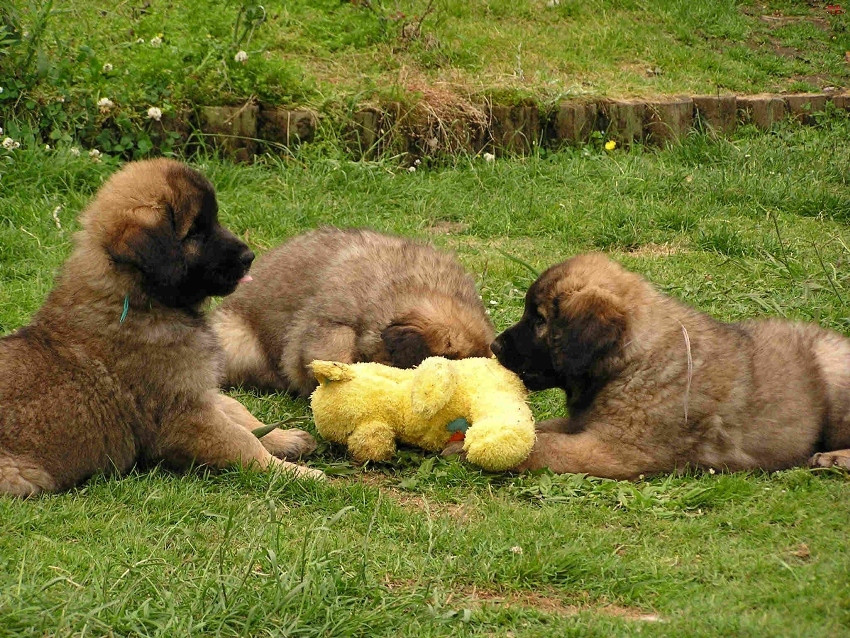 IL LEONBERGER, CANE DI TAGLIA GRANDE: CARATTERISTICHE E QUALITÁ (FOTO)