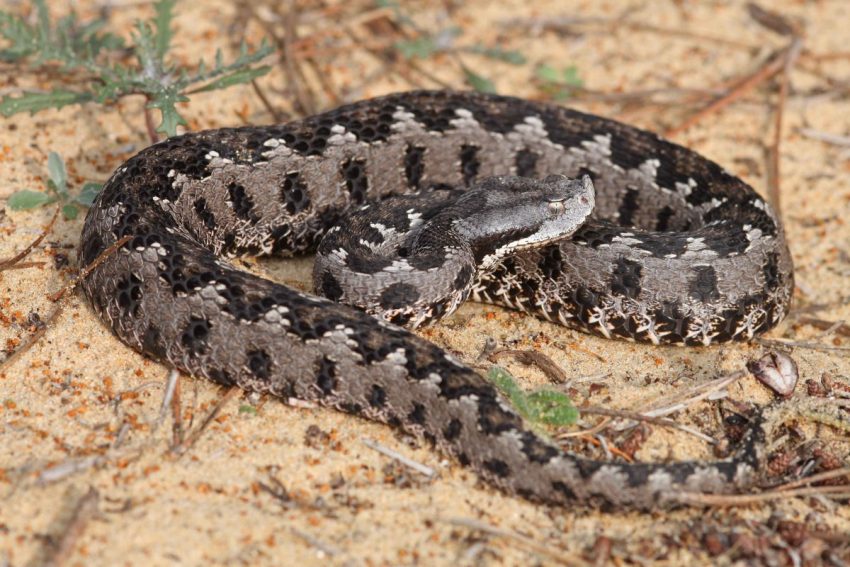 LA VIPERA DI RUSSEL, IL SERPENTE PIÙ LETALE AL MONDO
